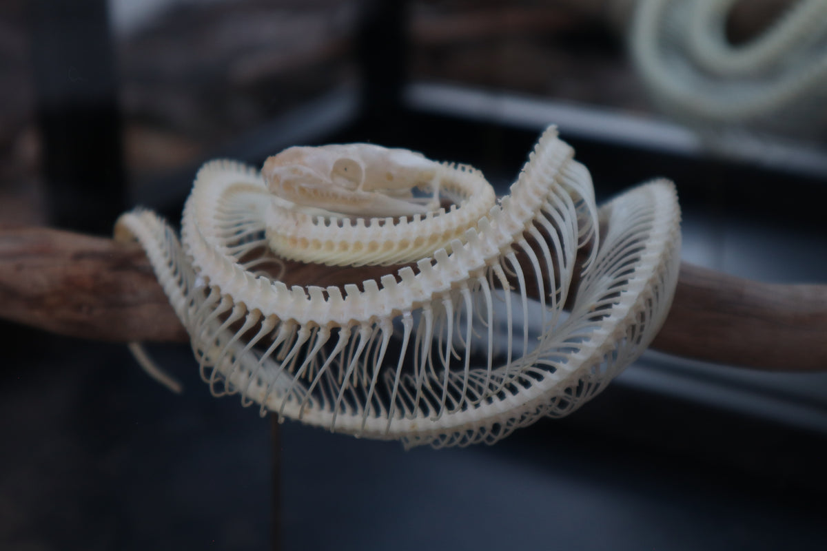 Baby Ball Python Articulation in Glass Display Case – Freyja's Forest