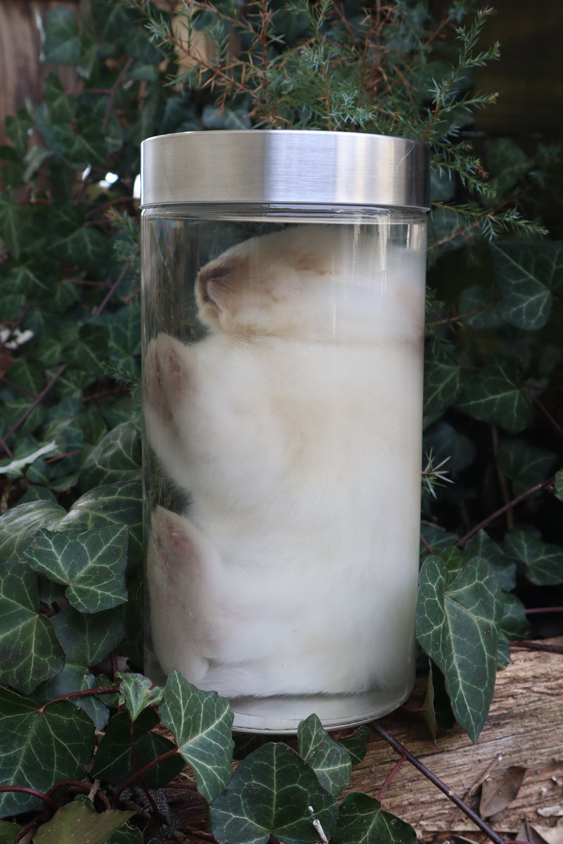 White Rabbit Wet Specimen – Freyja's Forest