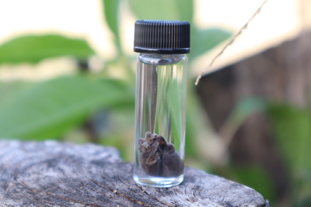 Parakeet Heart Wet Specimen – Freyja's Forest