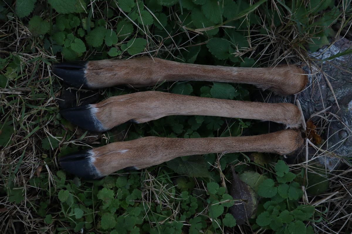 Whitetail Deer Leg – Freyja's Forest