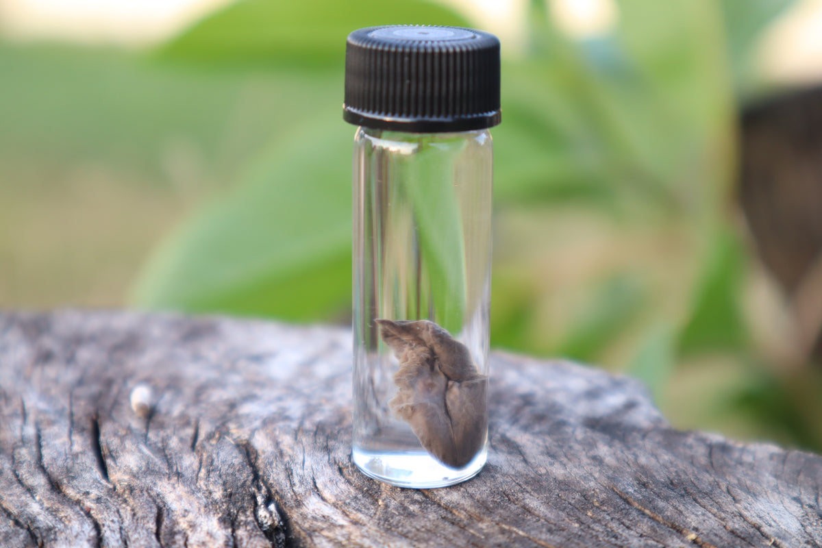 Baby Ball Python Heart Wet Specimen – Freyja's Forest