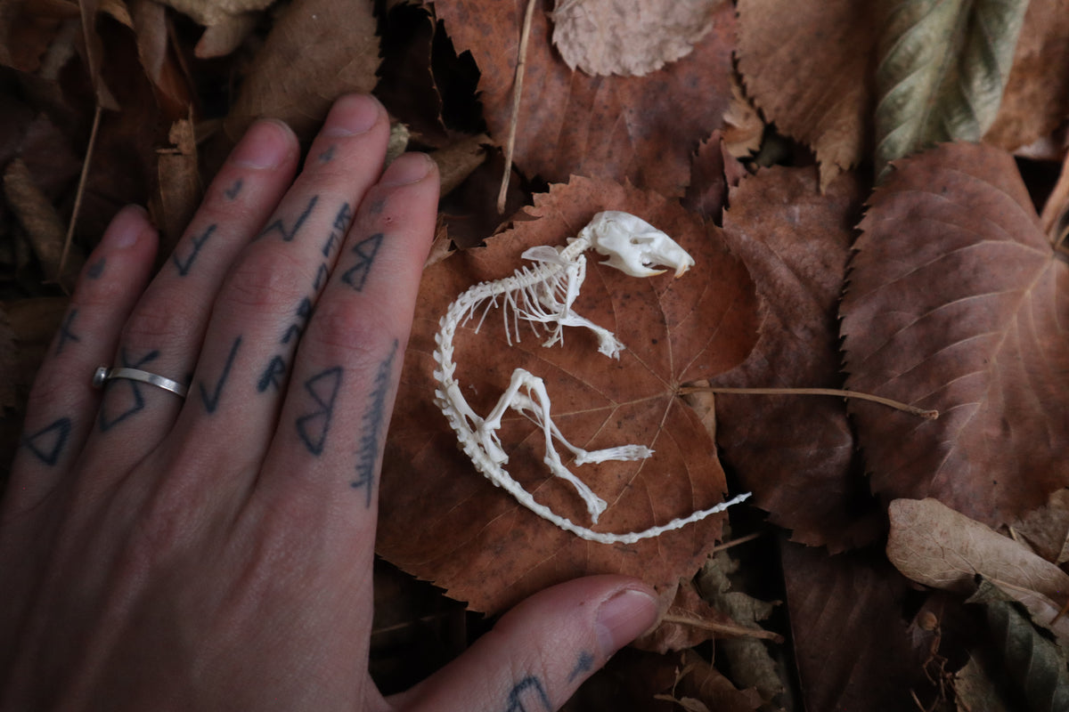 Rat Skeleton Articulation – Freyja's Forest