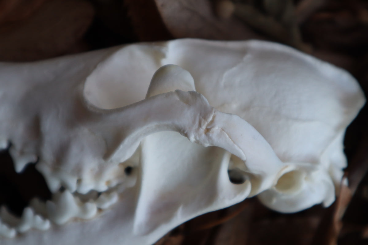Pathological Red Fox Skull – Freyja's Forest