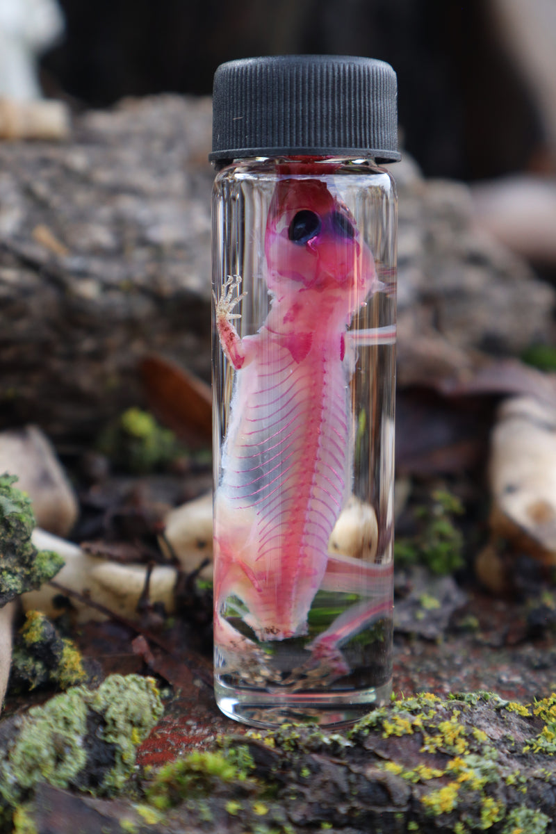 Diaphonized Gecko – Freyja's Forest