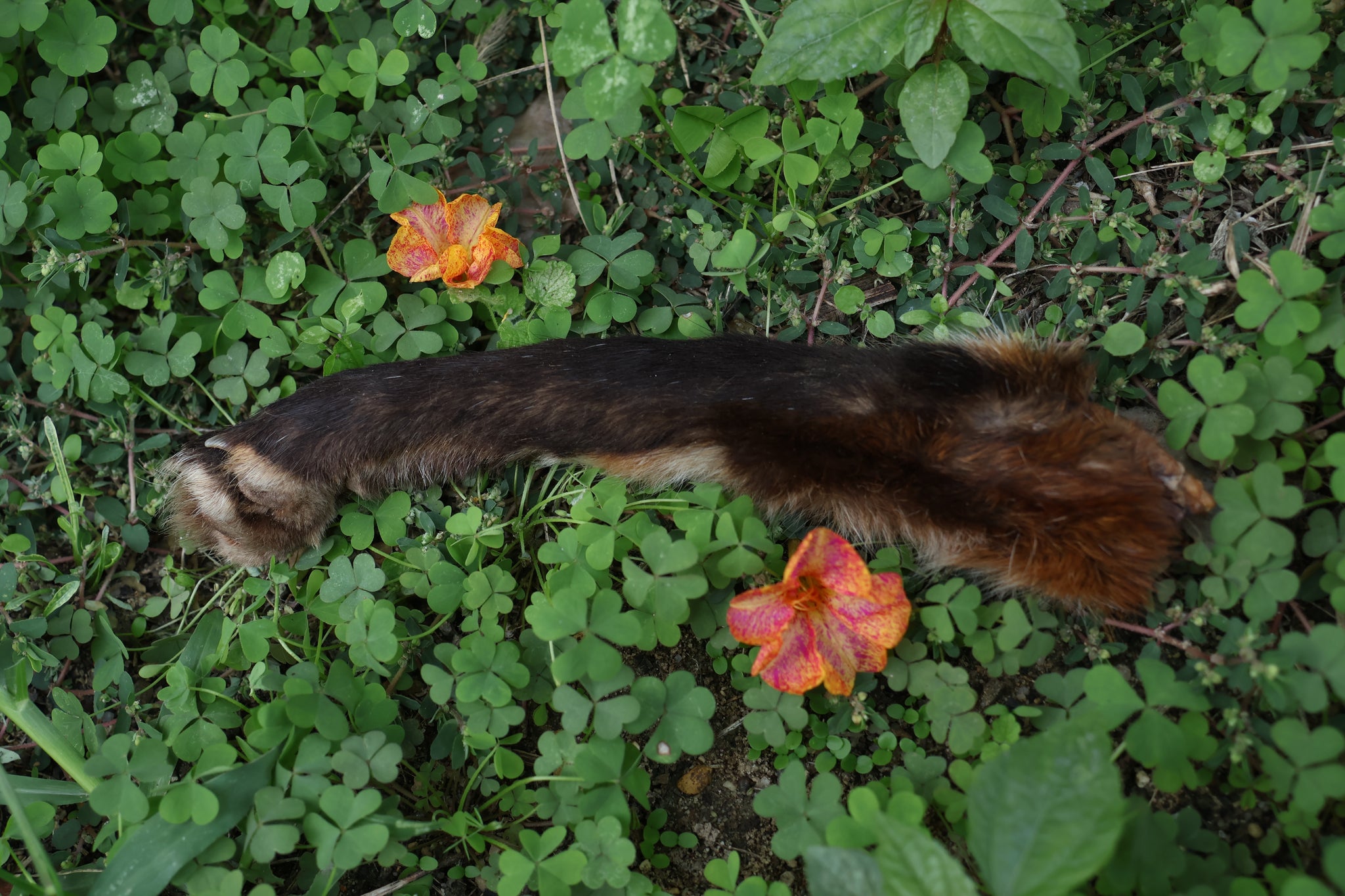 Dry Preserved Red Fox Arm – Freyja's Forest