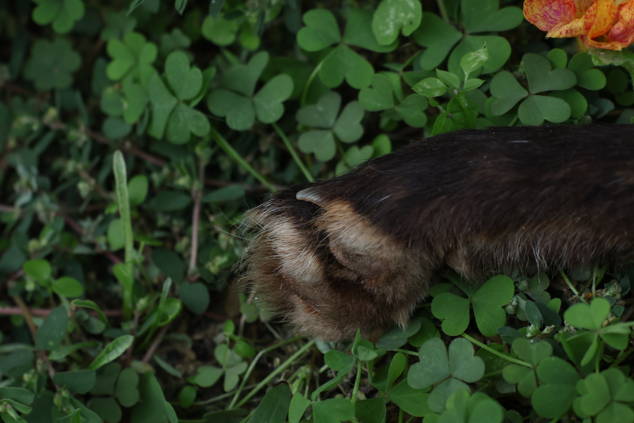 Dry Preserved Red Fox Arm – Freyja's Forest