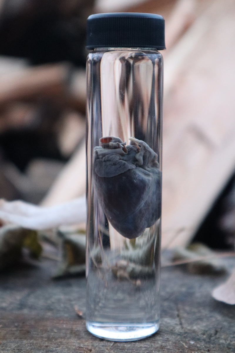 Baby Goat Heart Wet Specimen – Freyja's Forest