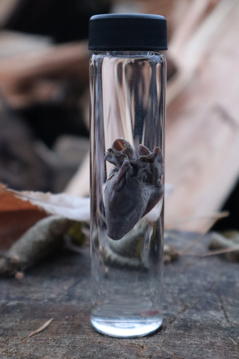 Baby Goat Heart Wet Specimen – Freyja's Forest