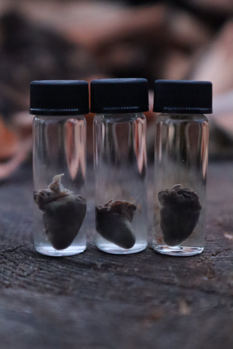 Parakeet Heart Wet Specimen – Freyja's Forest