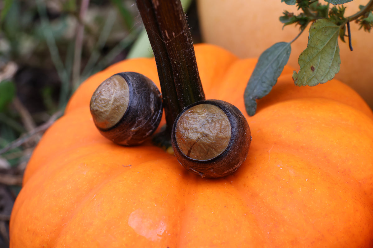 Dry Preserved Bobcat Eyeballs – Freyja's Forest