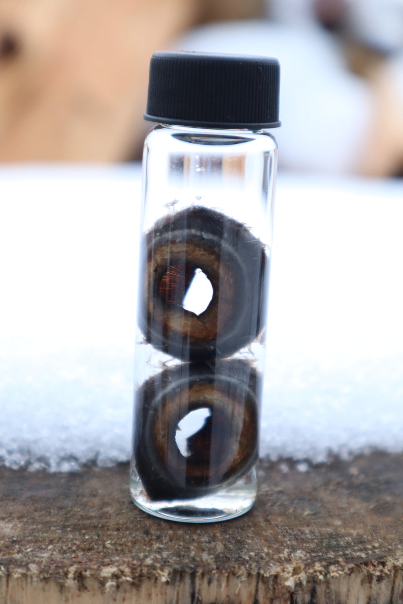 Wet Specimen Coyote Choroids – Freyja's Forest