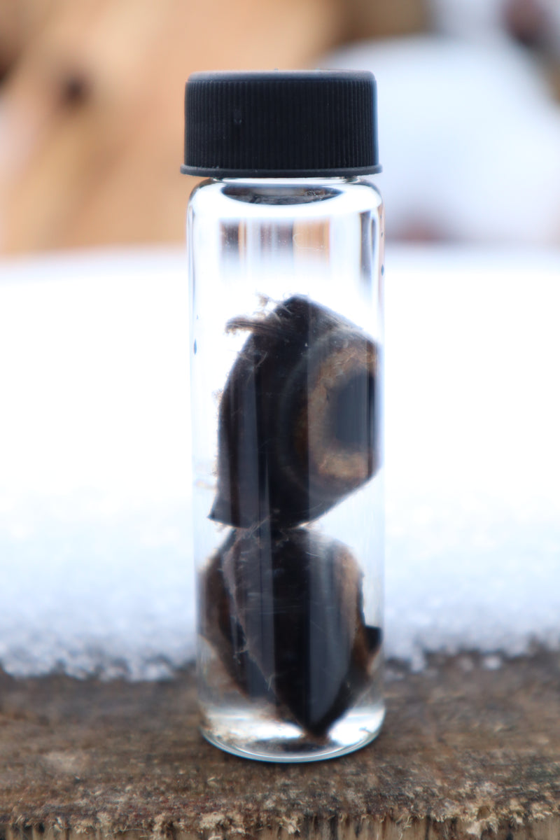 Wet Specimen Coyote Choroids – Freyja's Forest