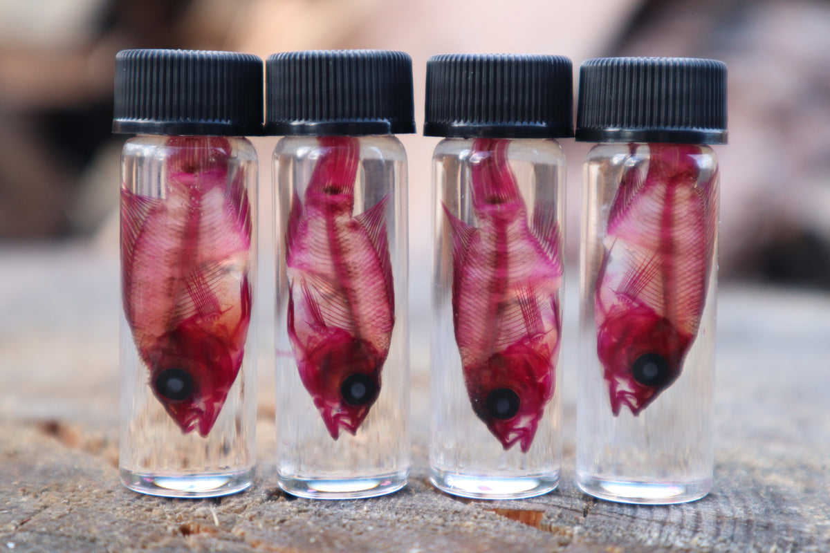 Diaphonized Texas x Jaguar Cichlid Hybrid Fish – Freyja's Forest