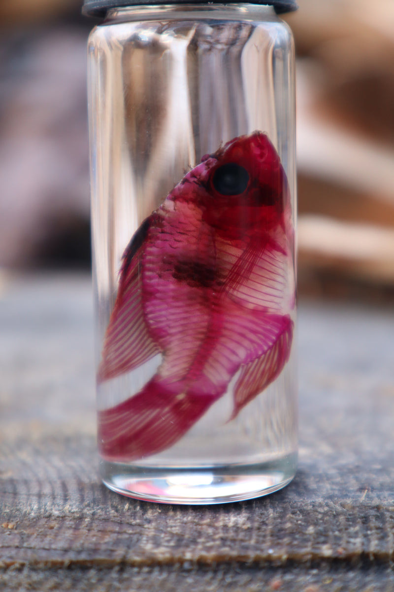 Diaphonized Male Balloon Ram Fish – Freyja's Forest