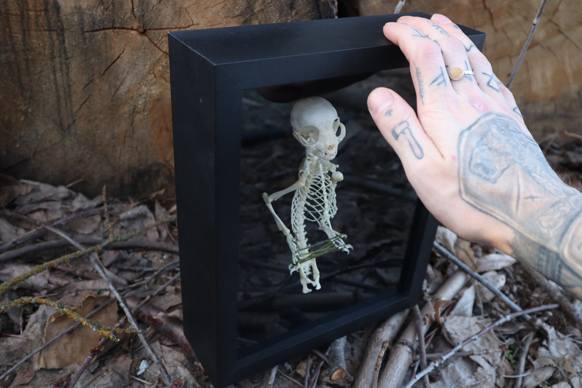 Kitten's Cradle – Freyja's Forest