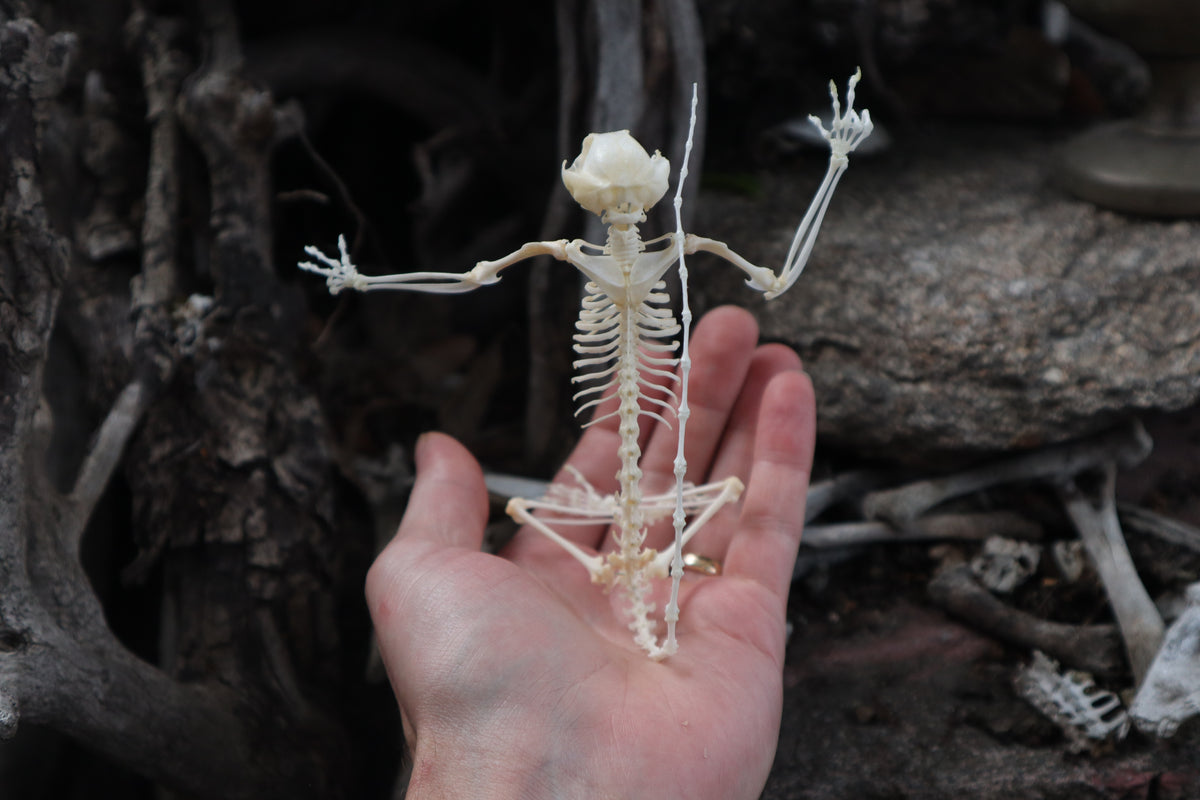 Baphomet - Articulated Sugar Glider Skeleton – Freyja's Forest