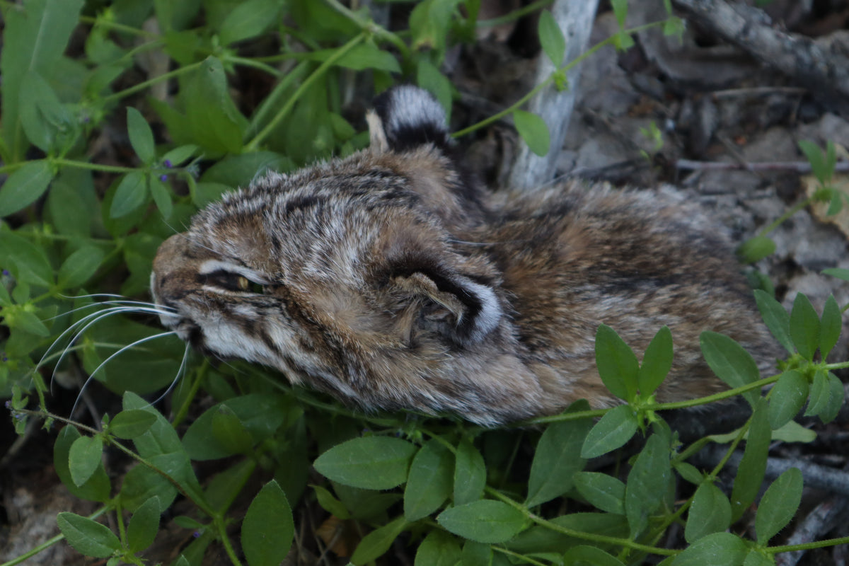 Soft Tanned Bobcat Face – Freyja's Forest