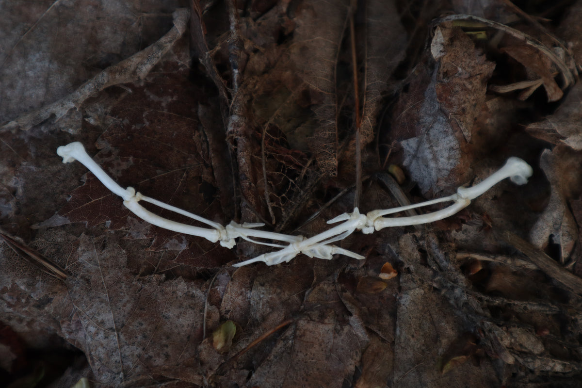 Parakeet Wing Articulation – Freyja's Forest