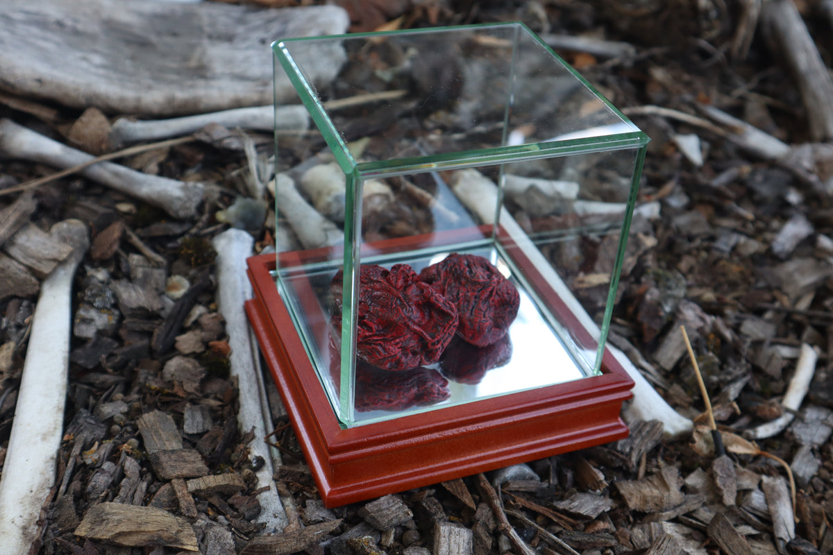 Dry Preserved Wolf Kidneys in Display – Freyja's Forest