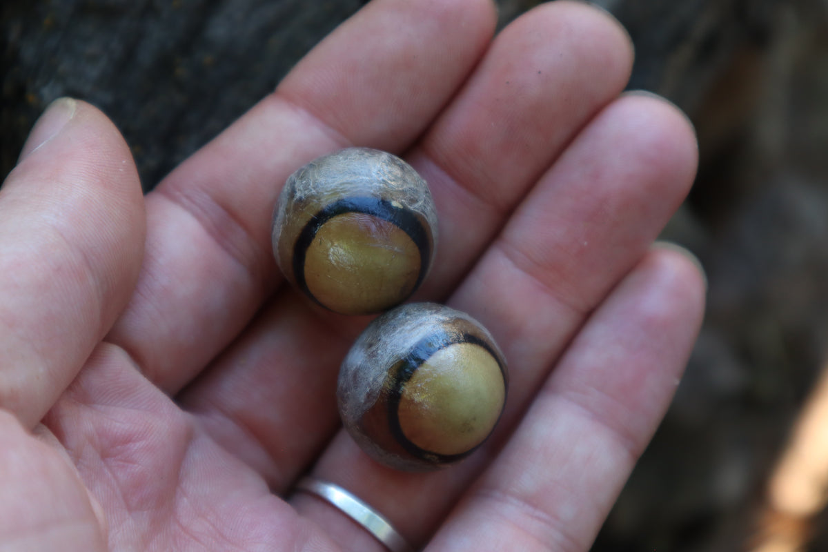 Dry Preserved Coyote Eyeballs – Freyja's Forest