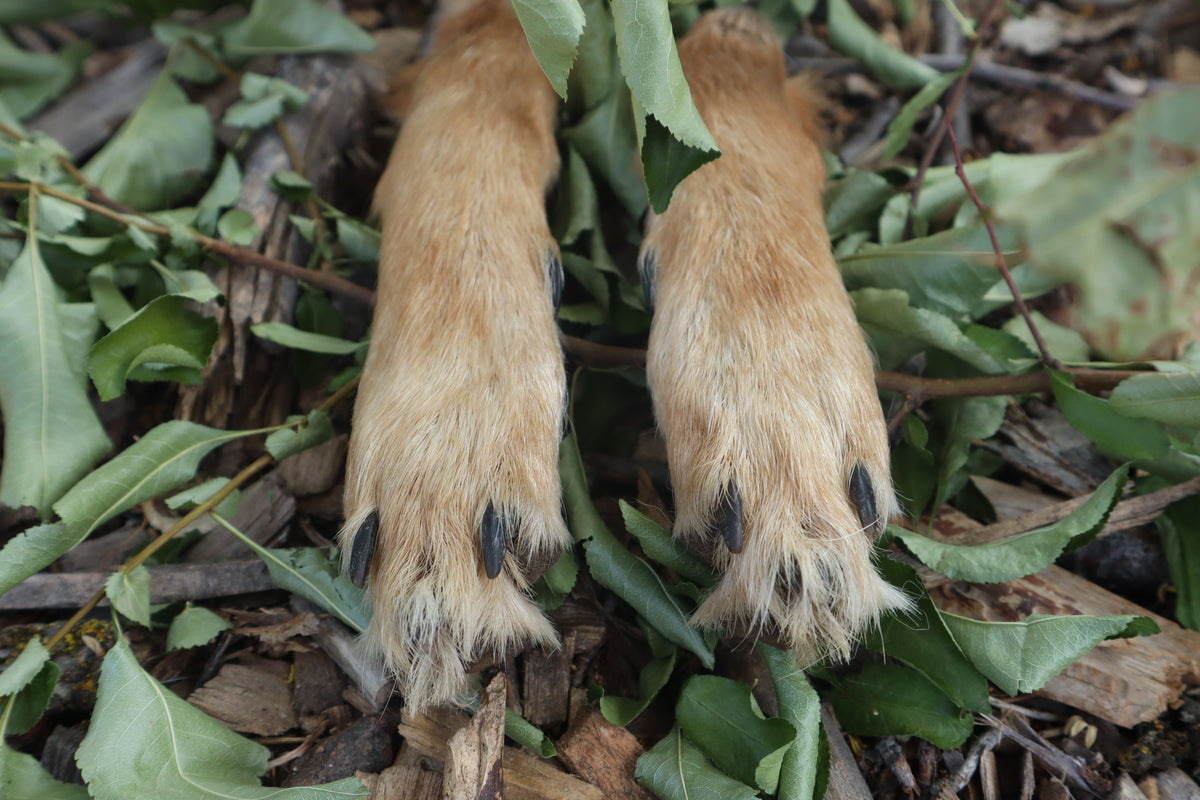 Coyote Paws - Natural Pair – Freyja's Forest