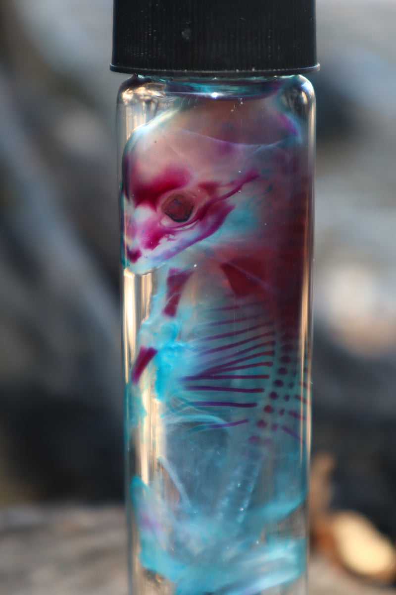 Diaphonized Fetal Coyote Pup – Freyja's Forest