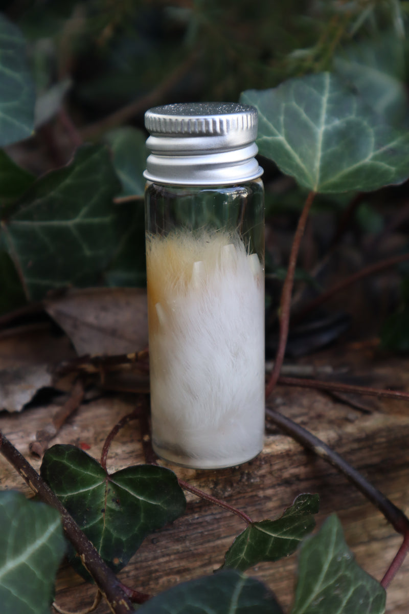 Wet Specimen Rabbit Paw – Freyja's Forest