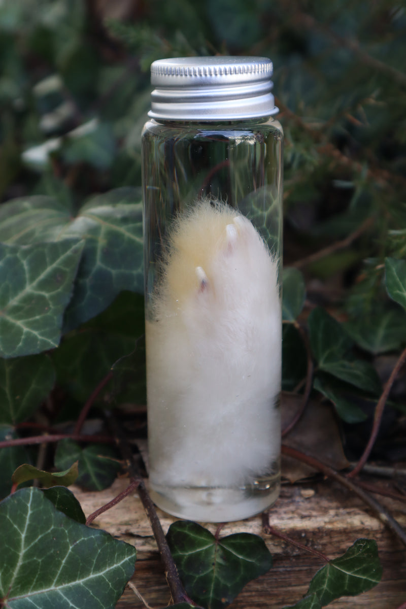 Wet Specimen Rabbit Paw – Freyja's Forest