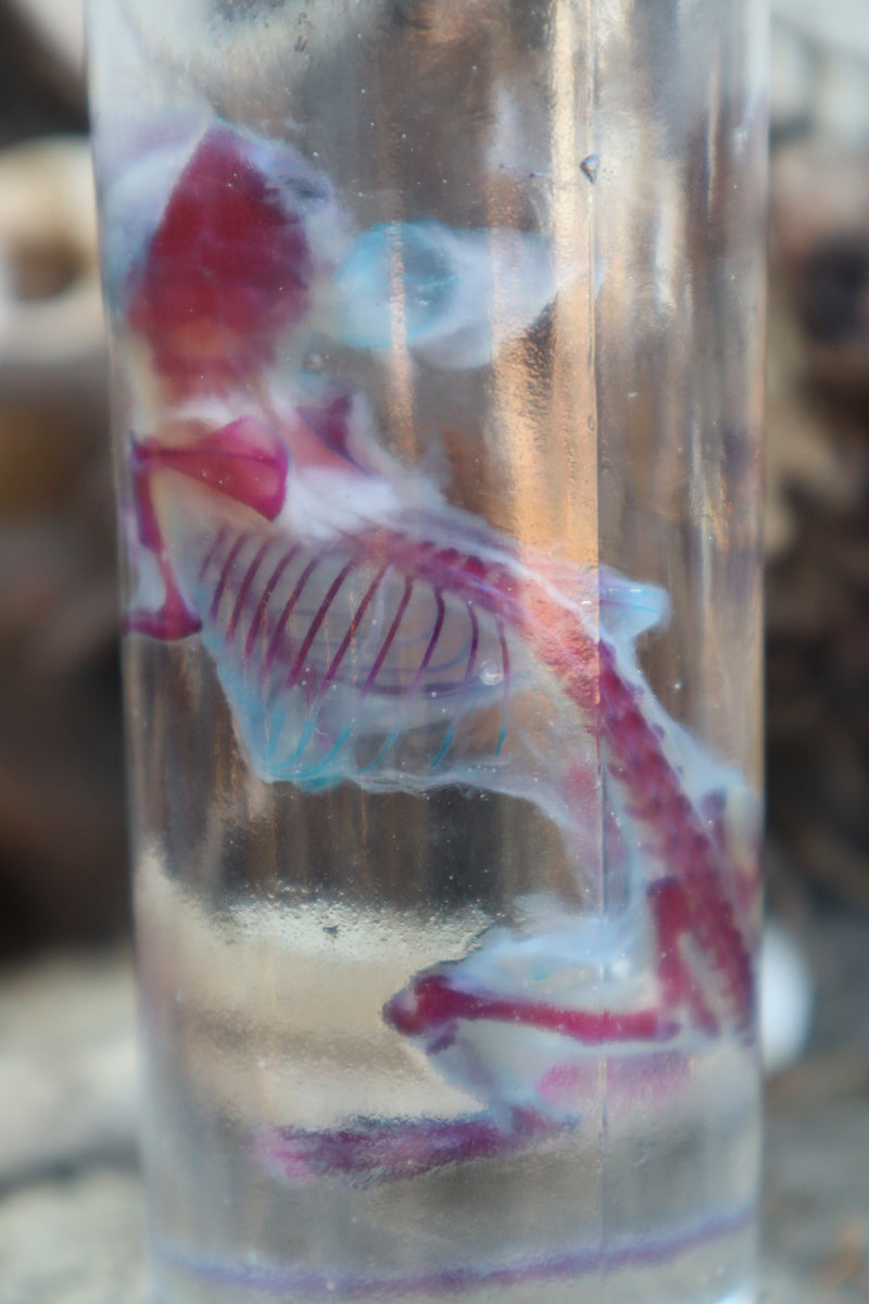 Diaphonized Rat with Ears – Freyja's Forest