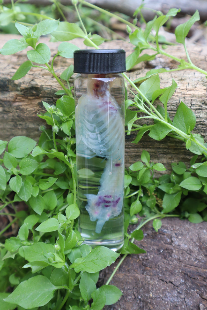 Diaphonized Baby Rabbit Spinal Column and Ribcage – Freyja's Forest