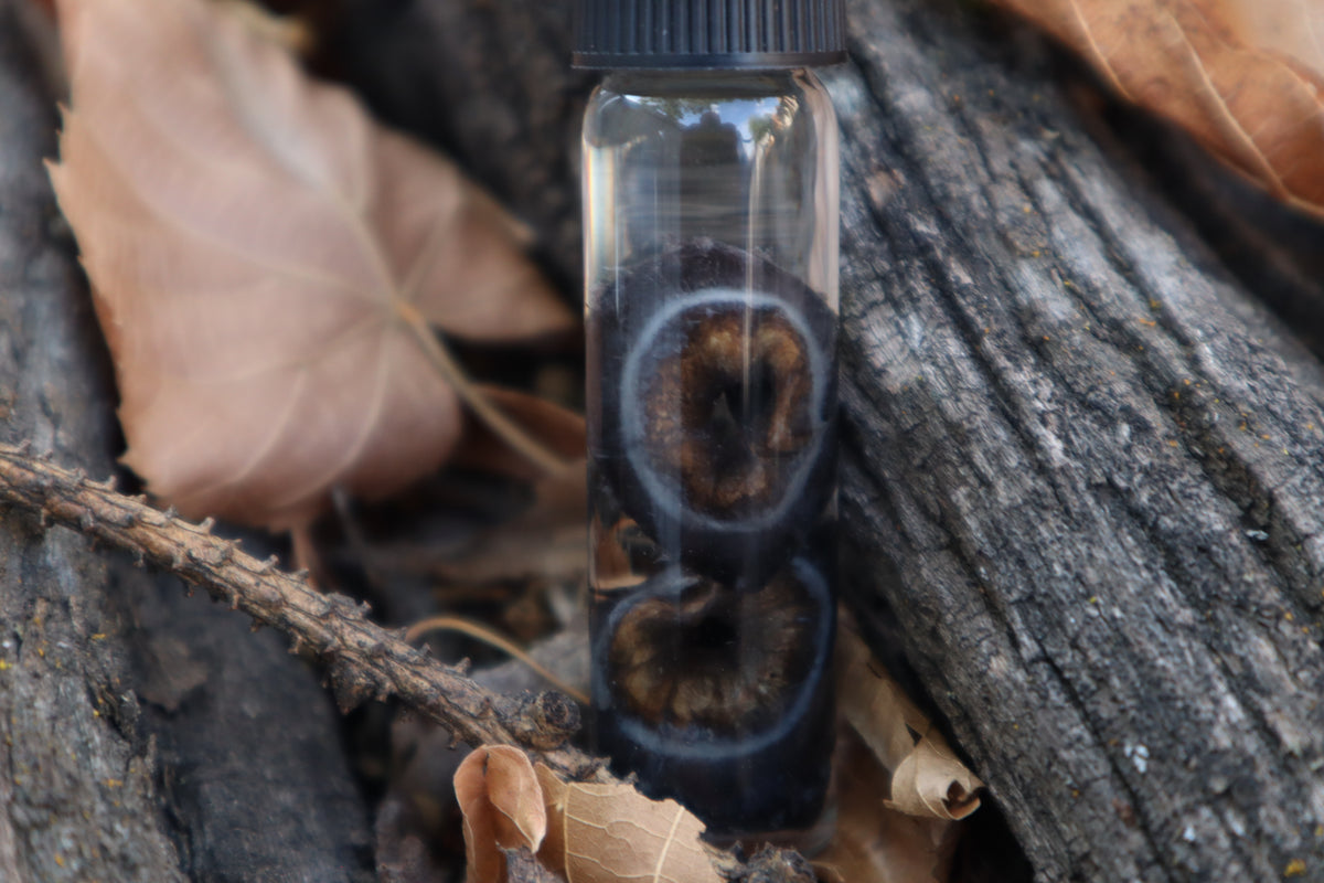 Wet Specimen Coyote Choroids – Freyja's Forest