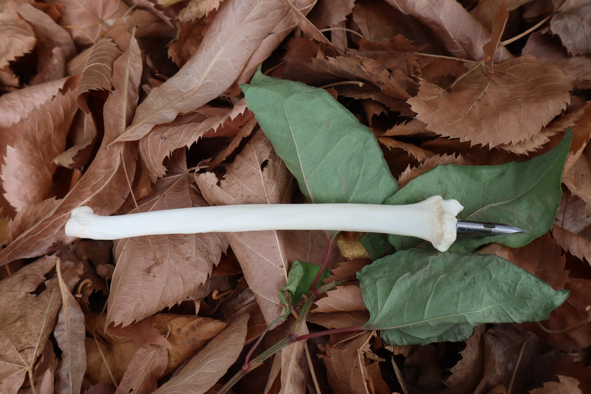 Bobcat Bone Calligraphy Pen – Freyja's Forest