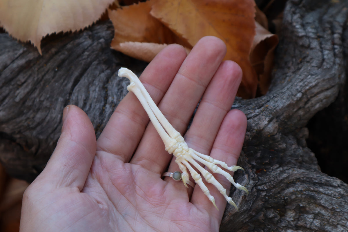 Reserved for Shayne - Kitten Arm Articulation – Freyja's Forest