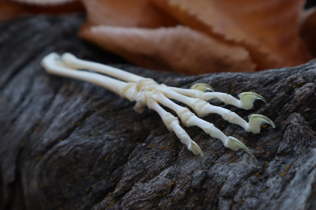 Kitten Arm Articulation – Freyja's Forest