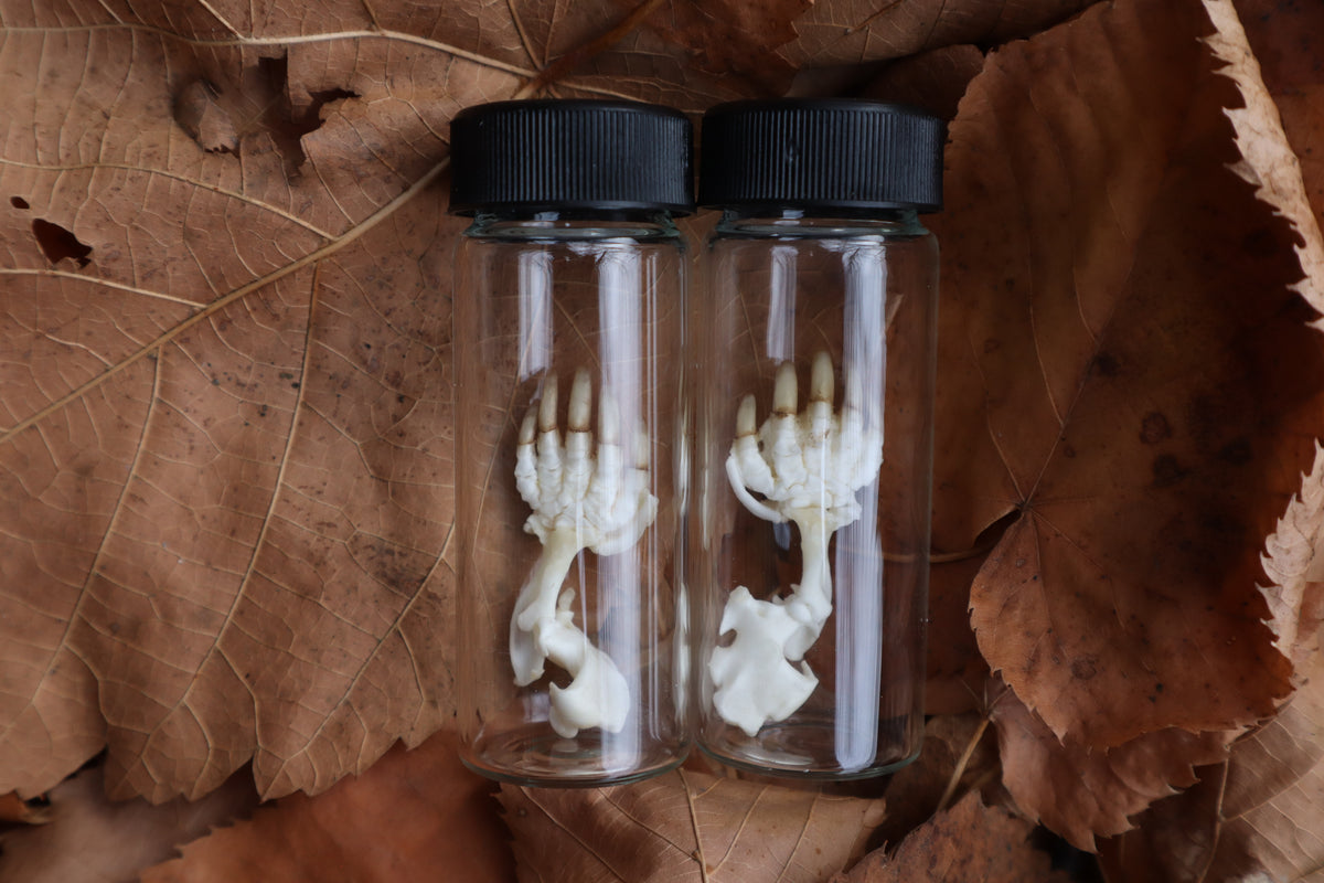 Mole Arm Articulation – Freyja's Forest