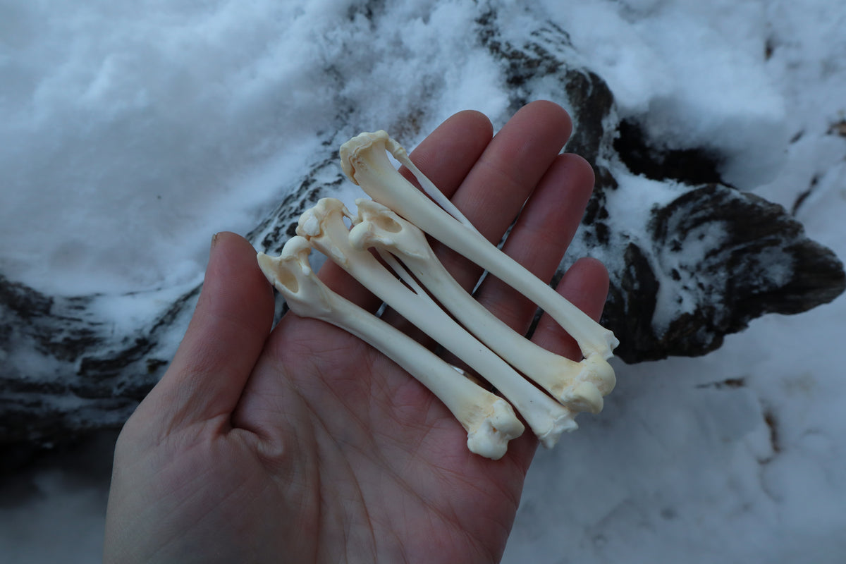Rabbit Bone Lot – Freyja's Forest