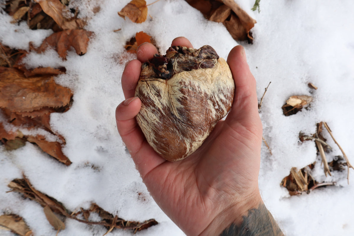 Dry Preserved Gray Wolf Heart – Freyja's Forest