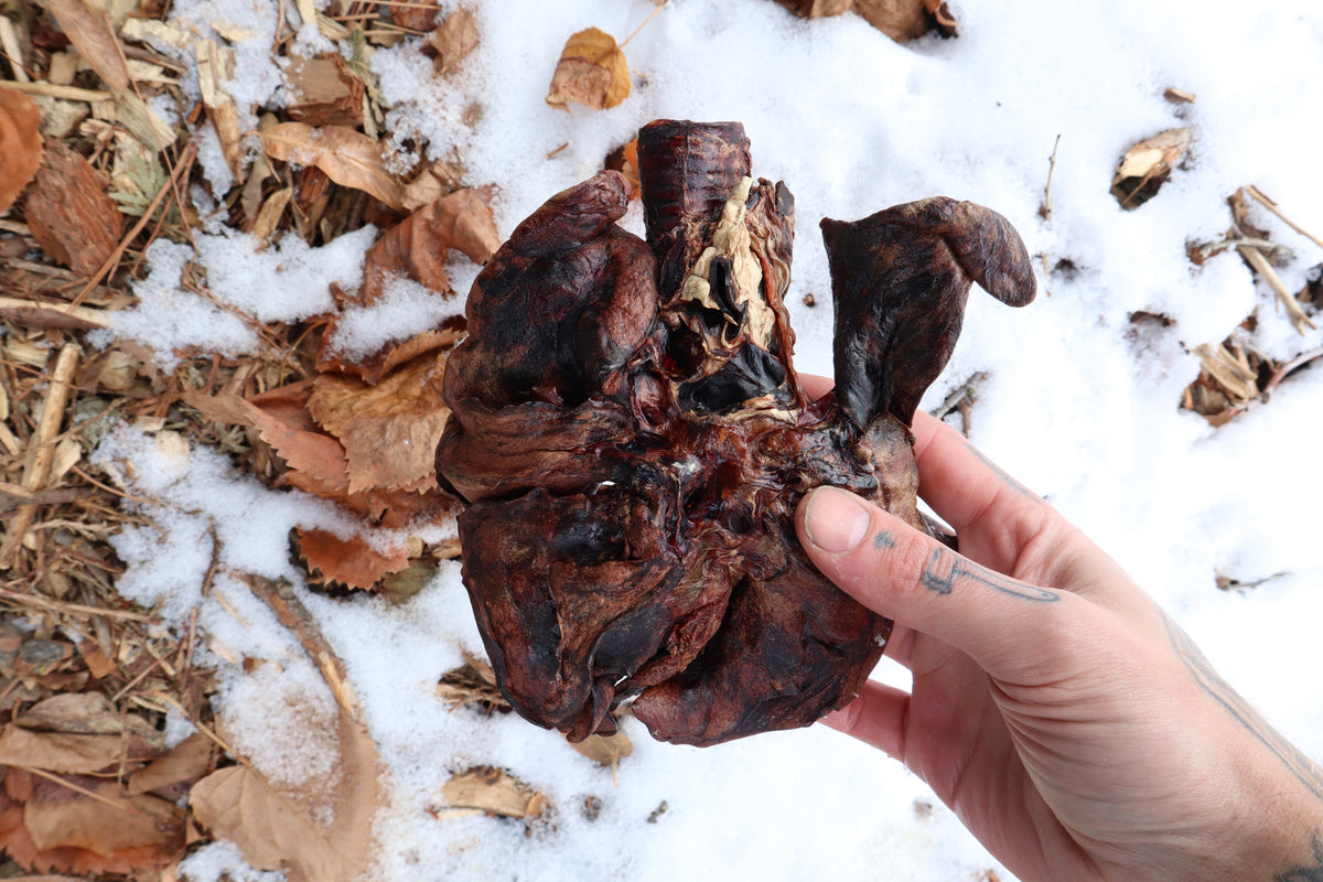 Dry Preserved Gray Wolf Lungs – Freyja's Forest