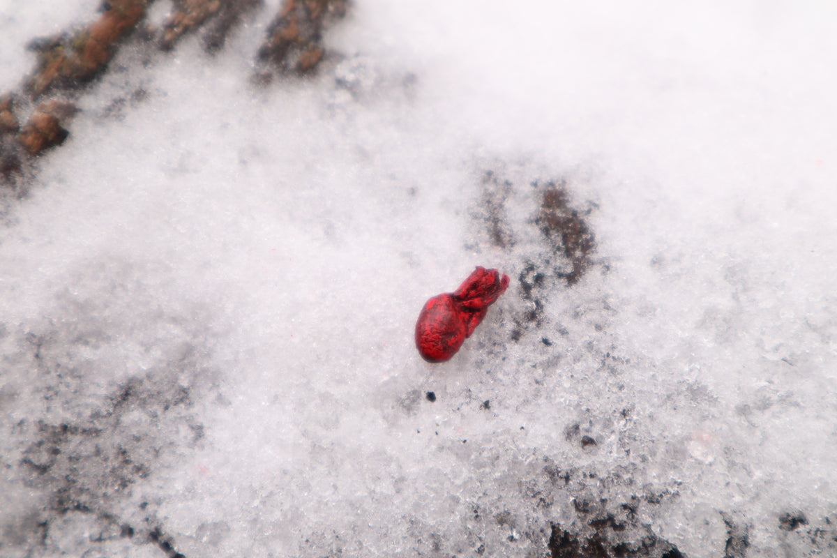 Dry Preserved Baby Ball Python Heart – Freyja's Forest