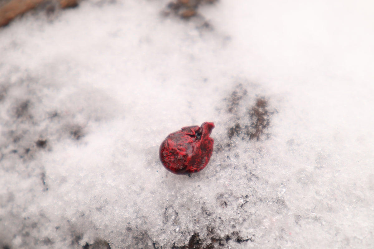 Dry Preserved Adult Rat Heart – Freyja's Forest