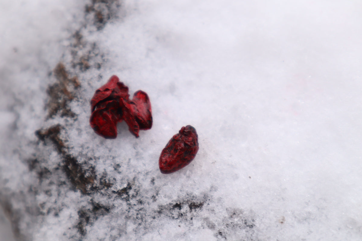 Dry Preserved Mole Heart and Lungs – Freyja's Forest