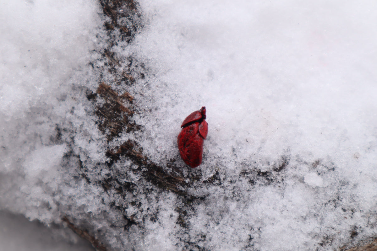 Dry Preserved Mole Heart – Freyja's Forest