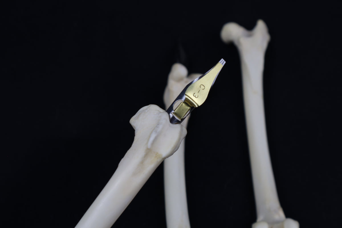 Bone Calligraphy Pen – Freyja's Forest