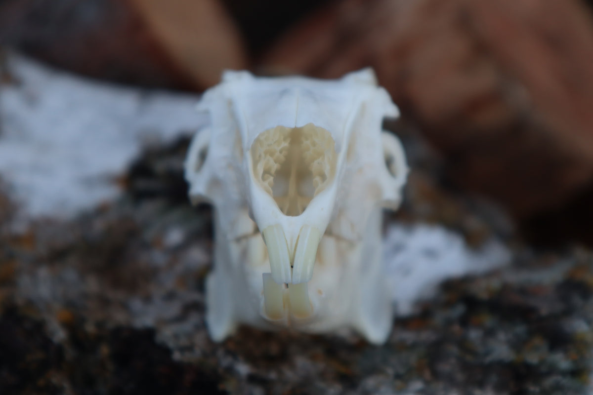 Jack Rabbit Skull – Freyja's Forest