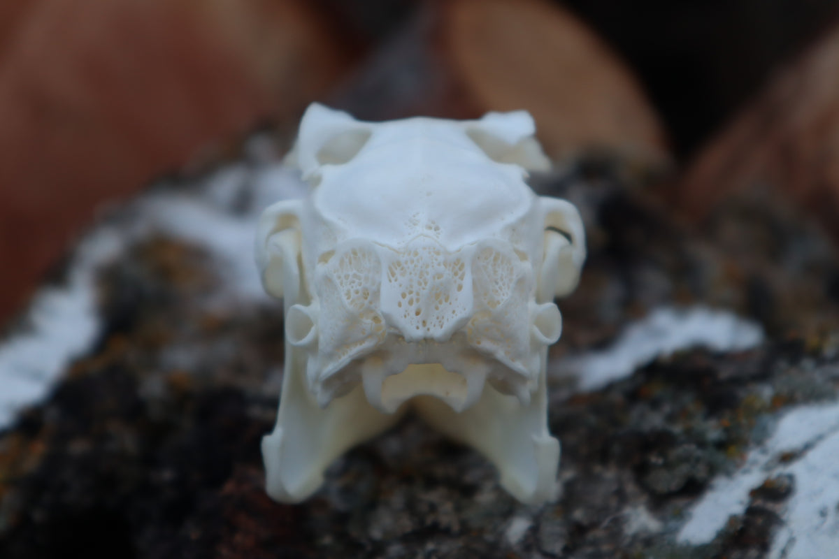 Jack Rabbit Skull – Freyja's Forest