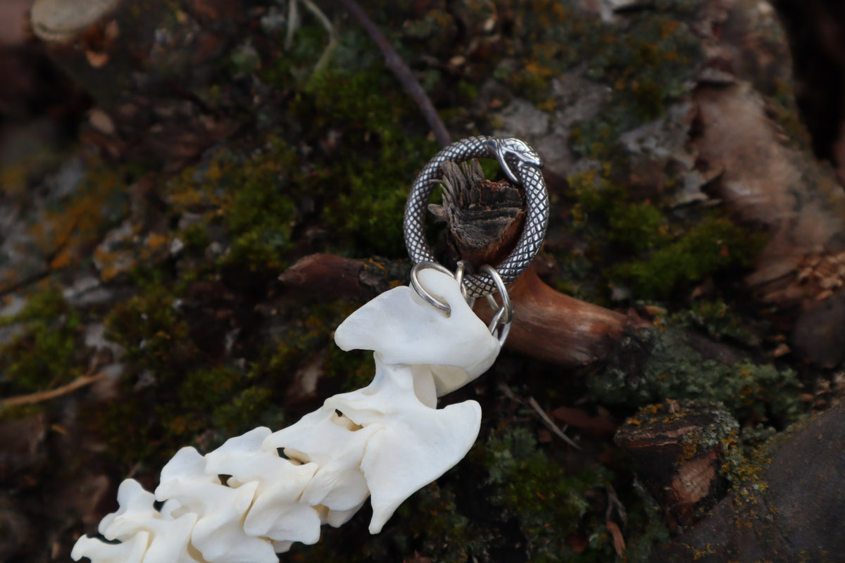 Polydactyl Cat Spinal Column Articulation – Freyja's Forest