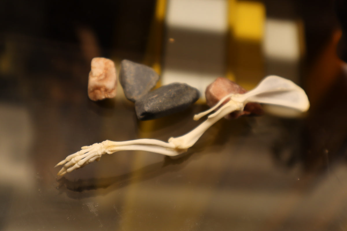 Rat Arm Articulation – Freyja's Forest