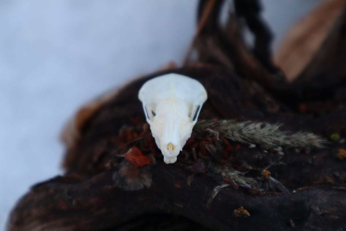 Eastern Mole Skull – Freyja's Forest