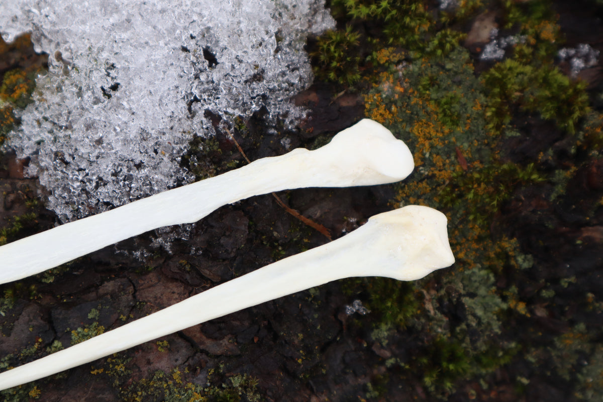 Gray Wolf Fibula (2) – Freyja's Forest