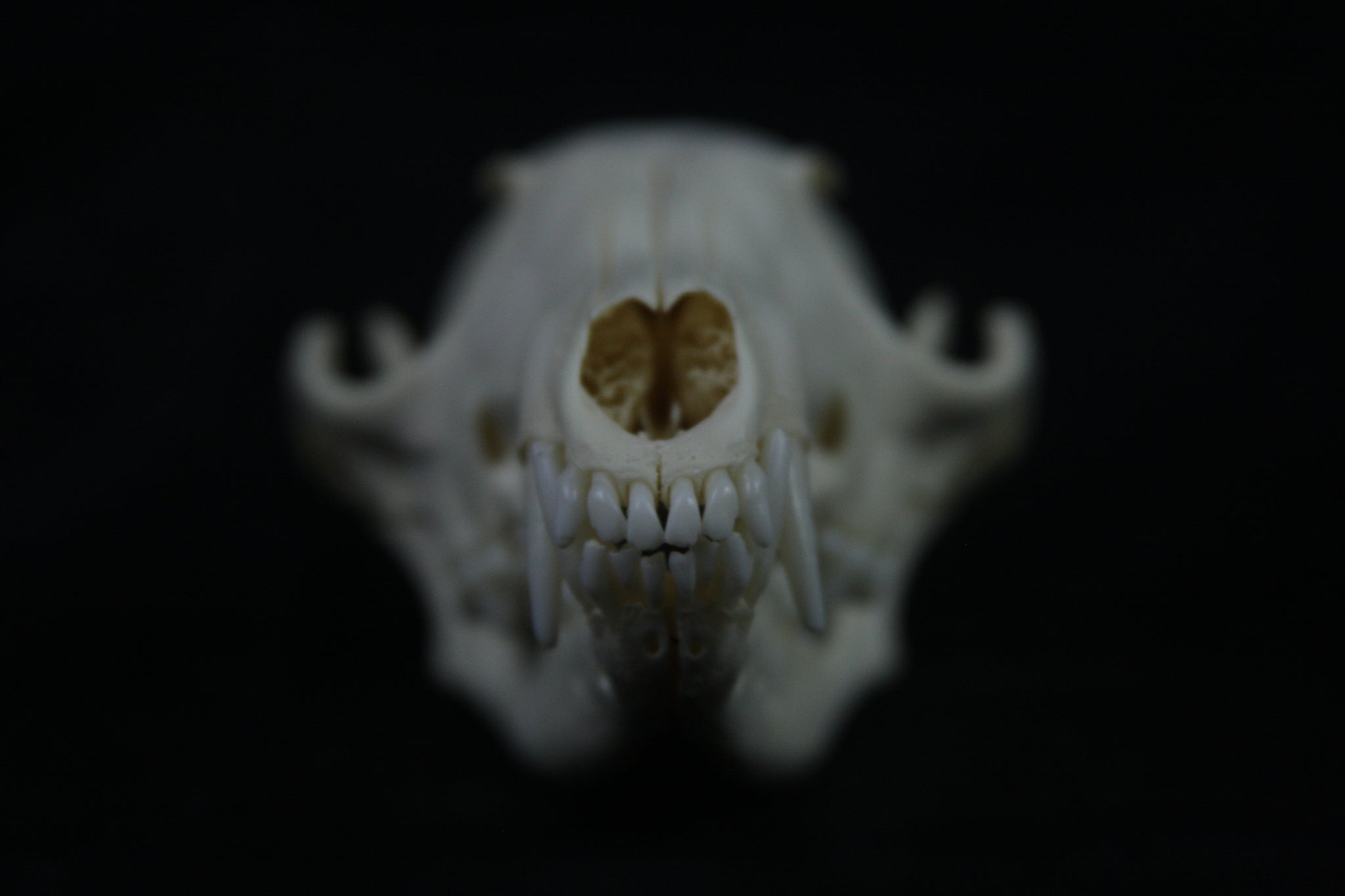 Disarticulated Red Fox Skeleton – Freyja's Forest